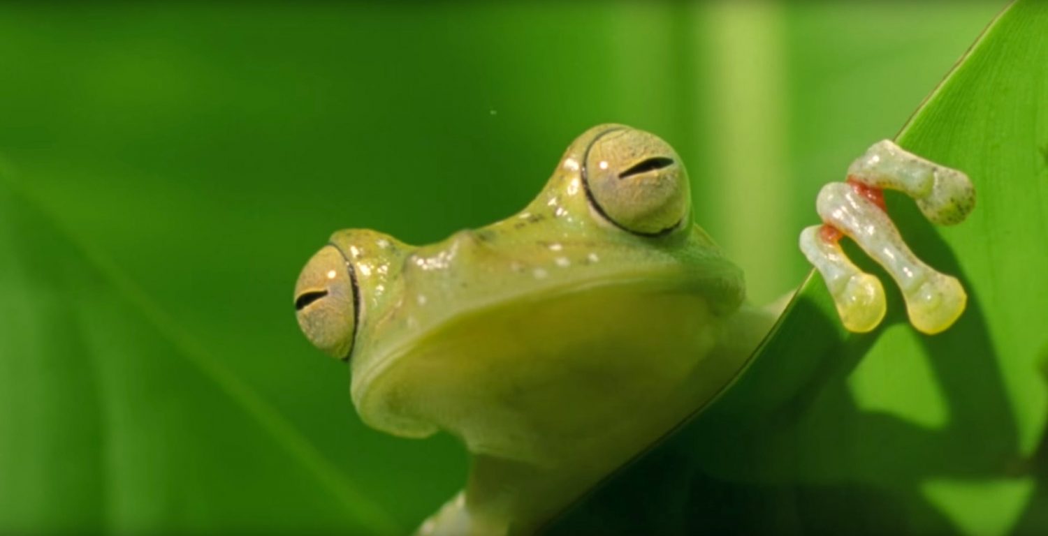 “Biomimicry”, a Documentary – Science, Technology & the Future